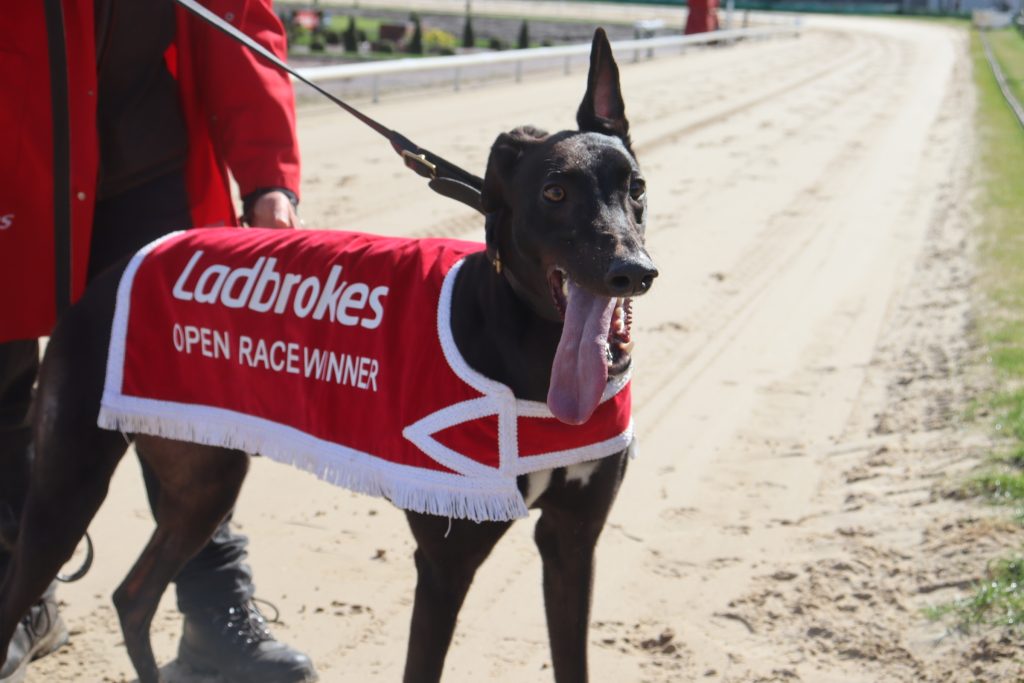 Bockos Diamond breaks track record in Irish Greyhound Derby - Greyhound ...