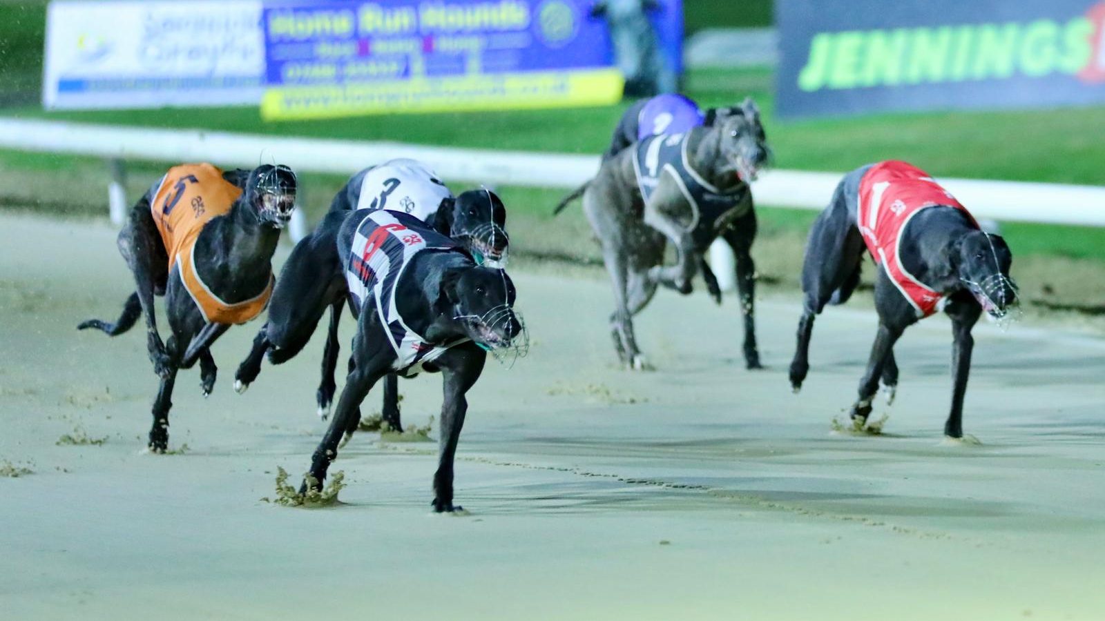 The Greyhound Weekly - Greyhound Weekly