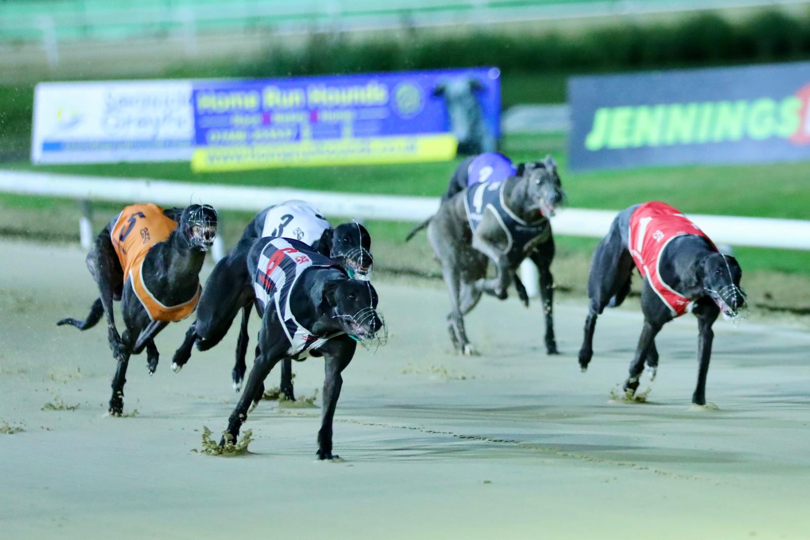 2024 IRISH GREYHOUND DERBY SEMI-FINALS - Greyhound Weekly