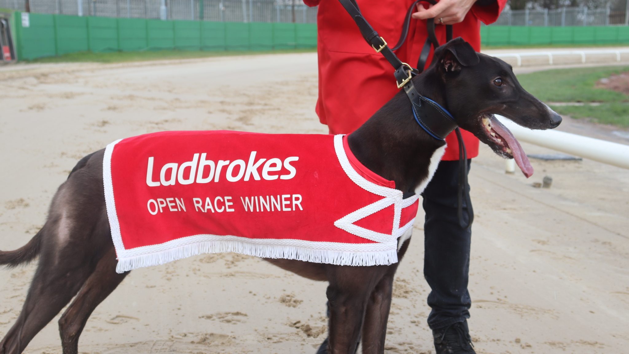 Top class greyhound action to watch this weekend - Greyhound Weekly