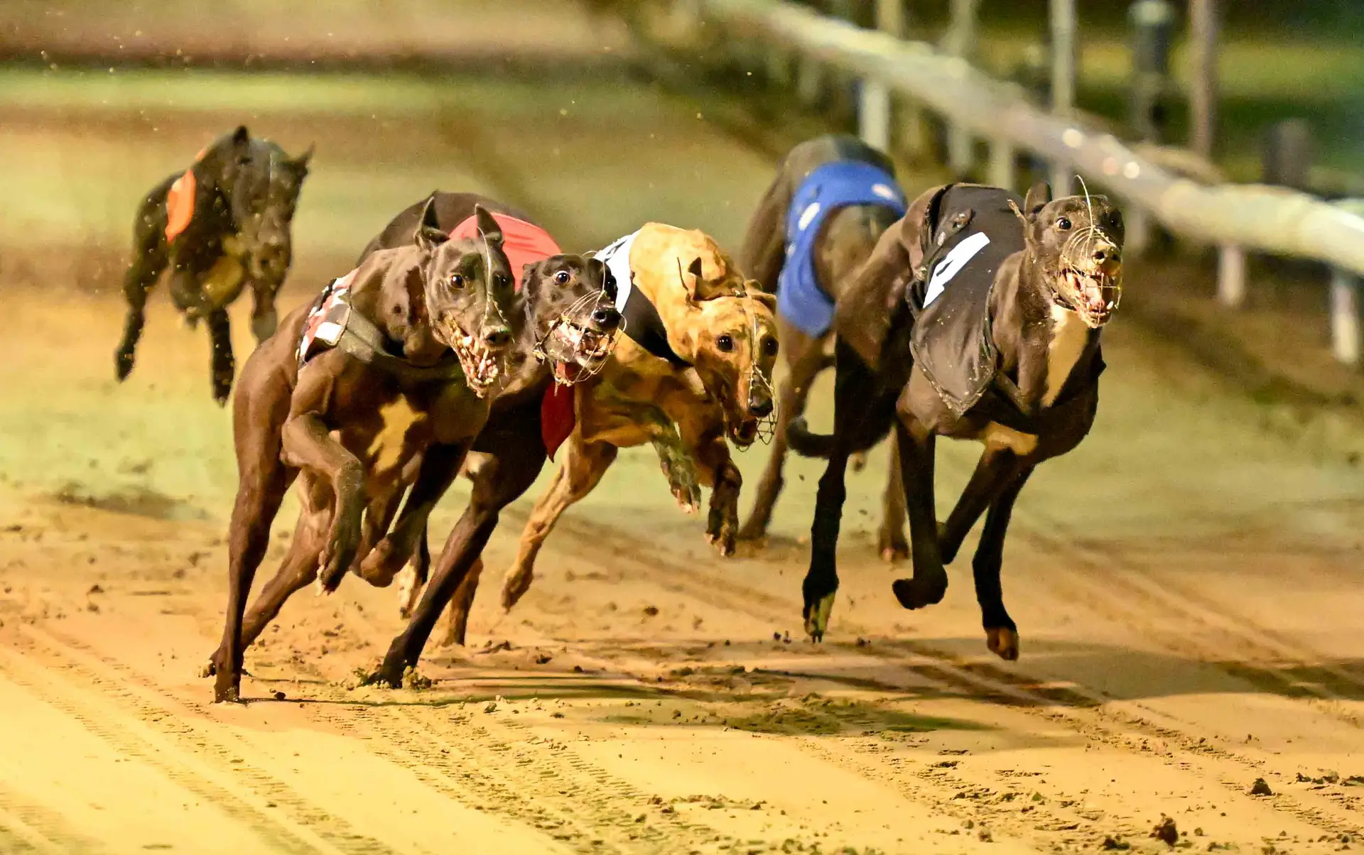 Experiencing Star Pelaw's Gala Opening Night - Greyhound Weekly