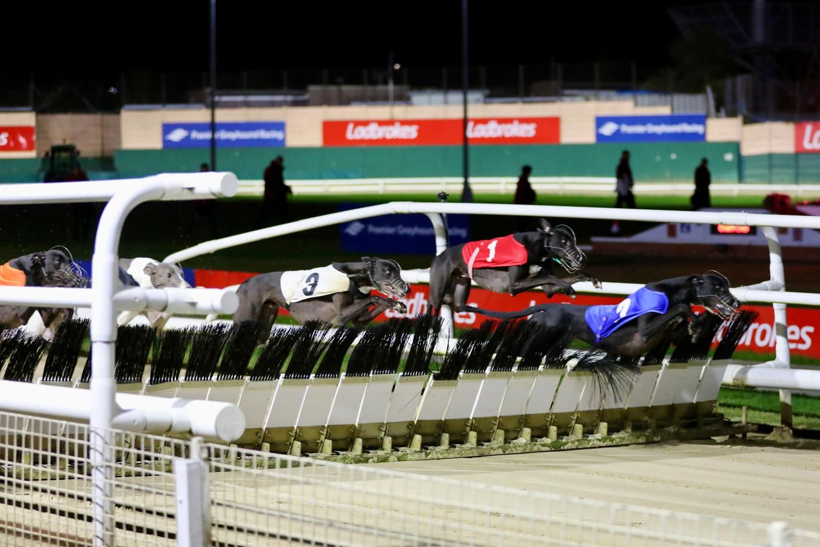 The Weekly Review: Highlights from Cat 1 Greyhound Racing - Greyhound ...