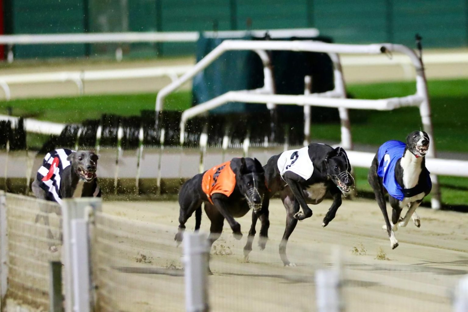 Graded Scene - Greyhound Weekly