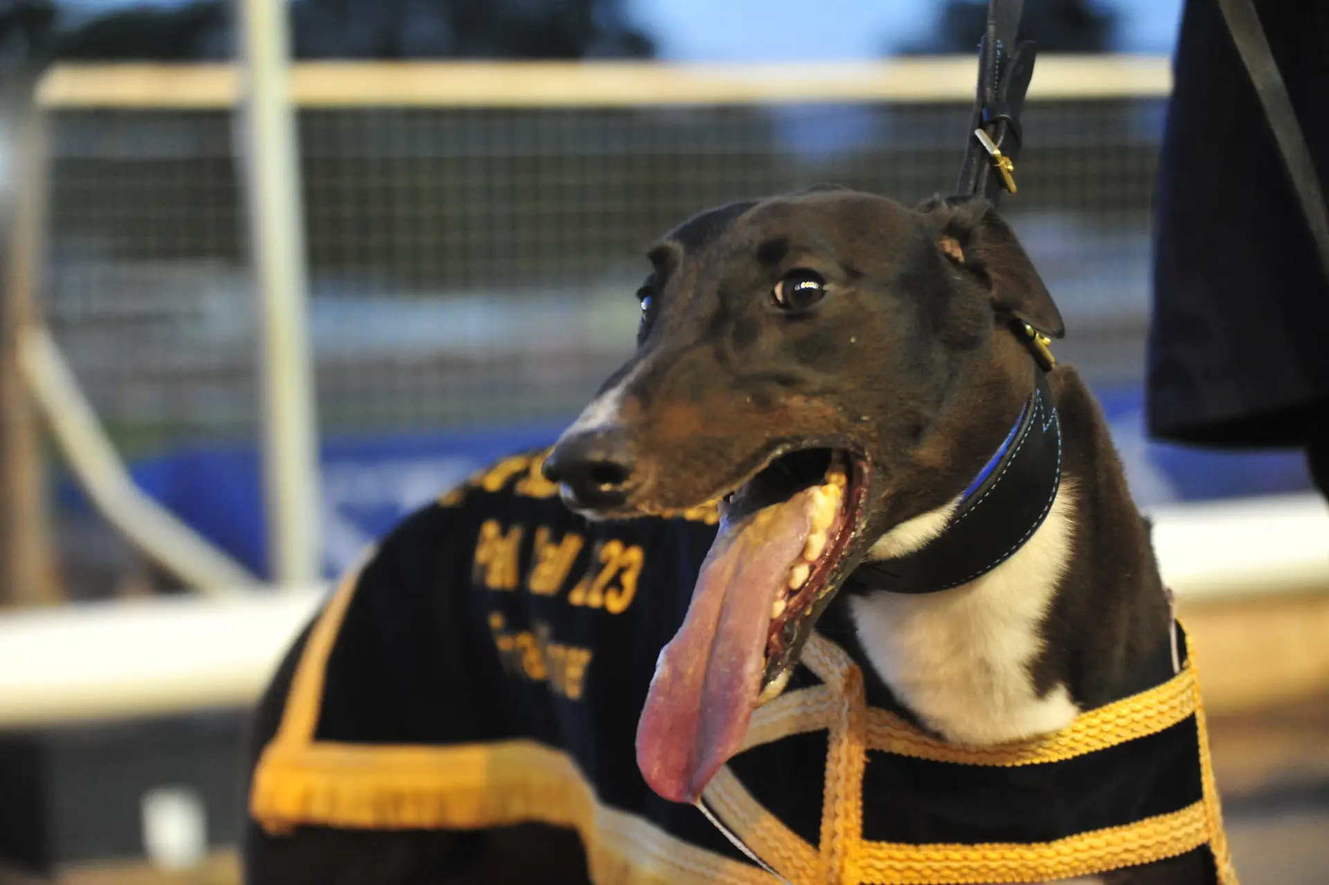 Watch Towcester's £10,000 Puppy Oaks Final Live - Greyhound Weekly