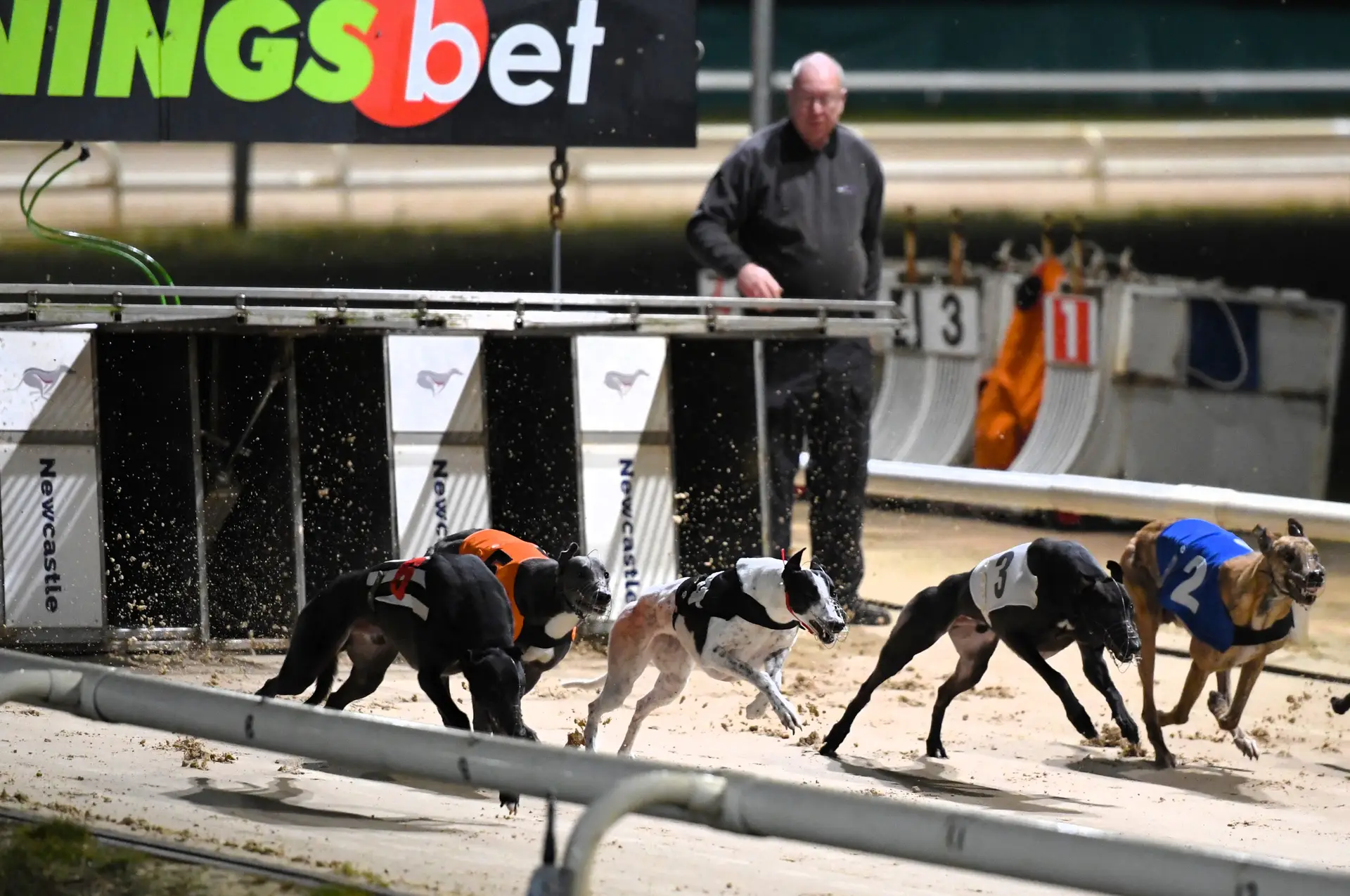 Deliverooo catches the eye in Arena Racing Company Northern Puppy Derby ...